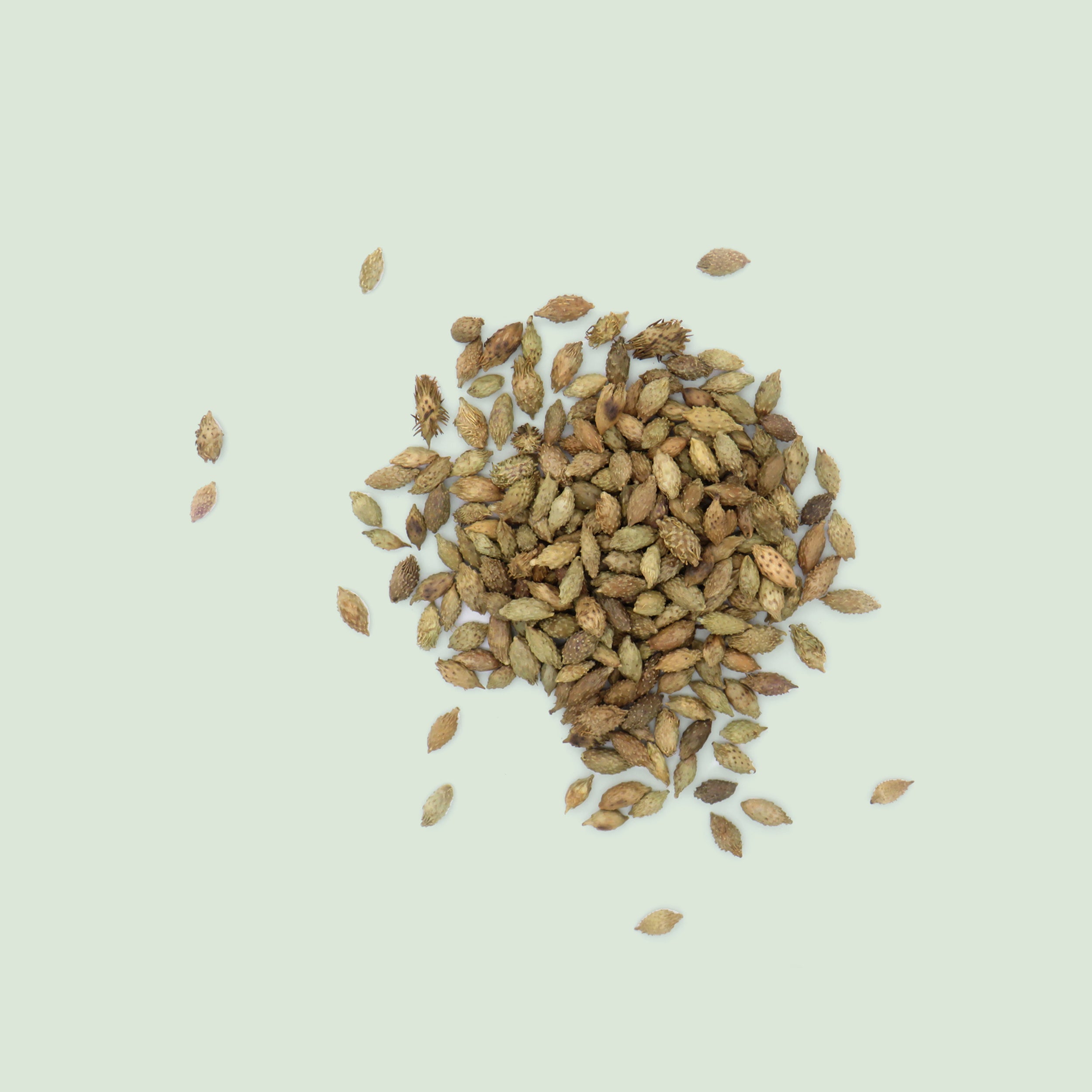 Xanthii Fructus (Cang Er Zi/Spitzklettenfrüchte) – Green Harris