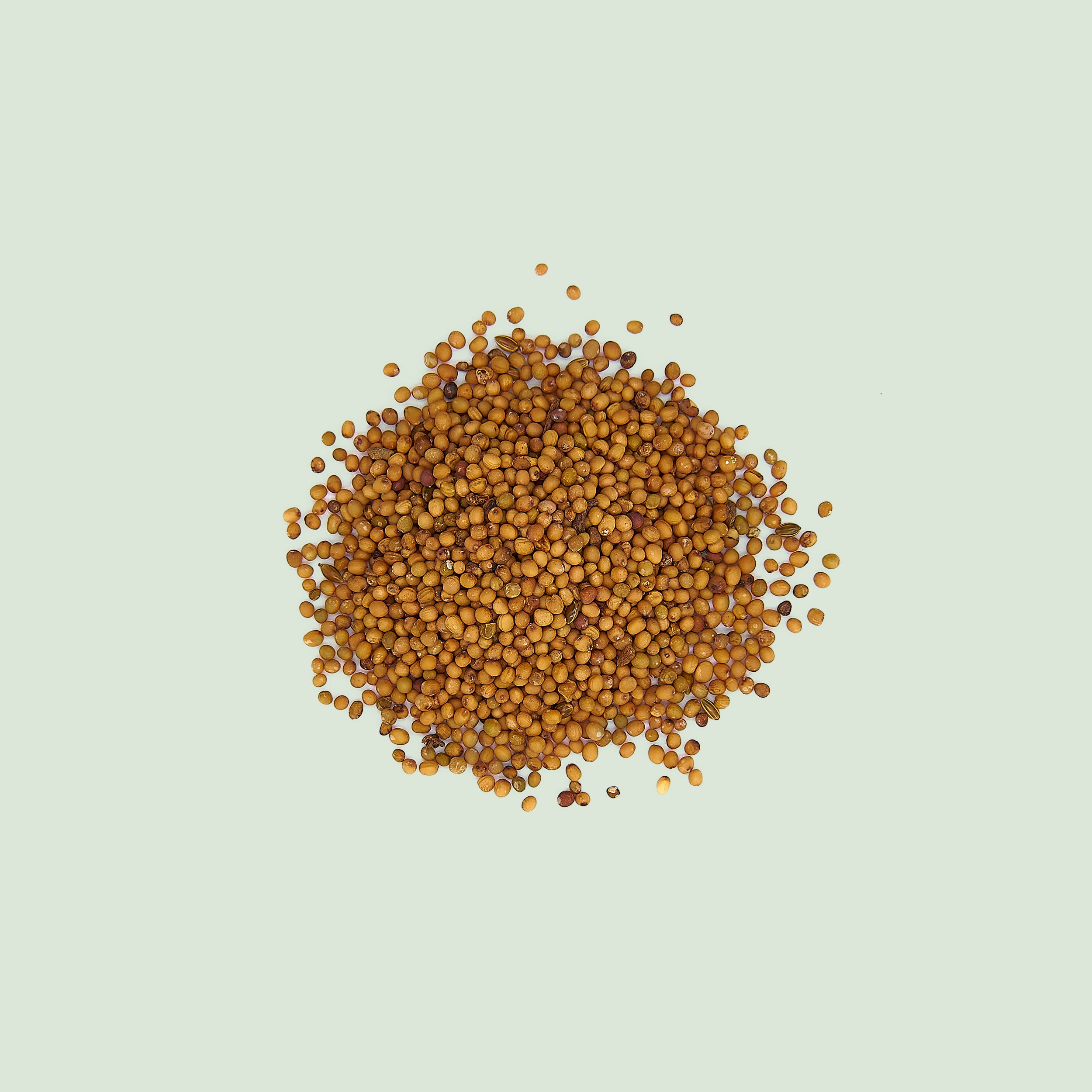 Sinapis Semen (Bai Jie Zi/Senfsamen, weiß) – Green Harris