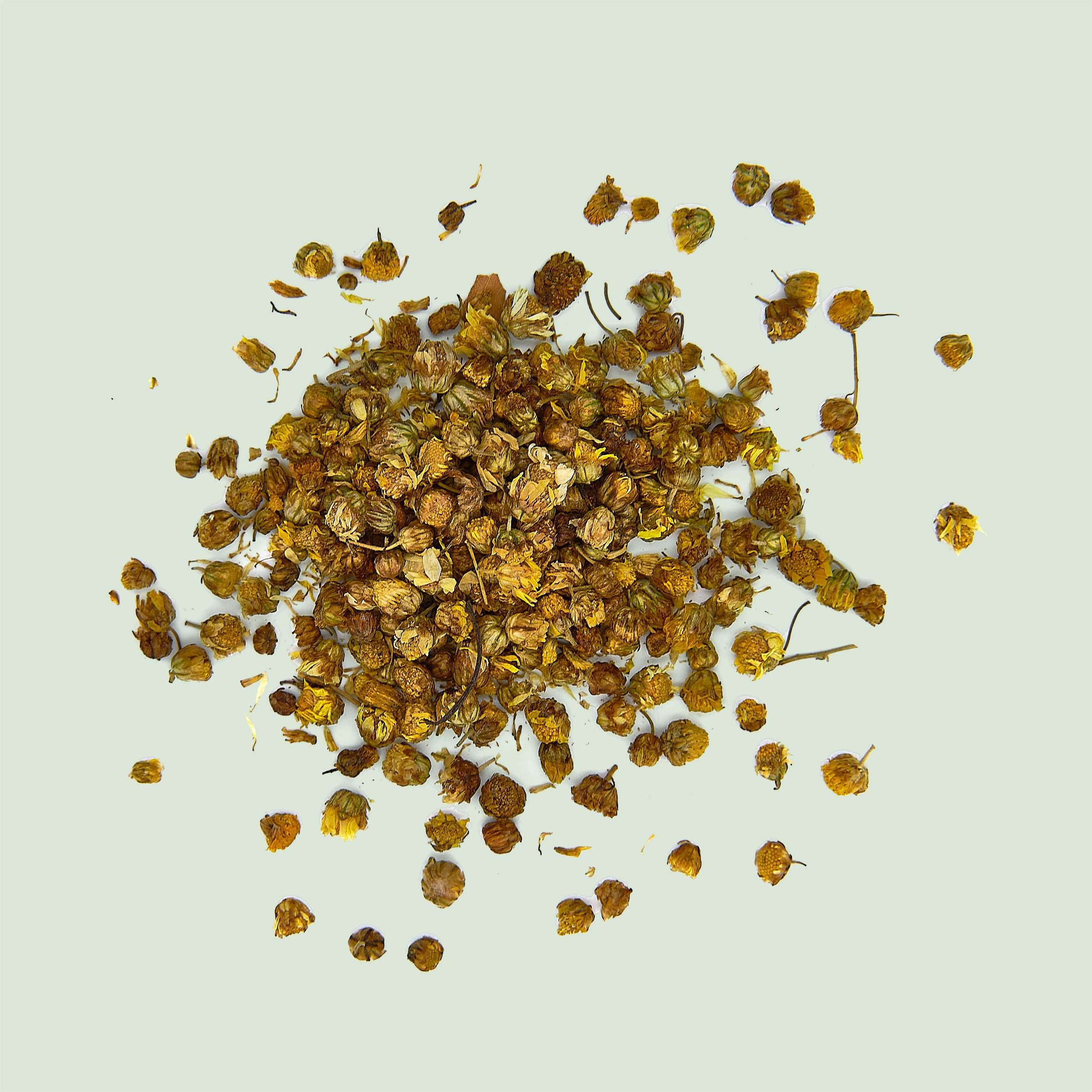 Chrysanthemi indici Flos (Ye Ju Hua/Chrysanthemenblüten, indisch ...