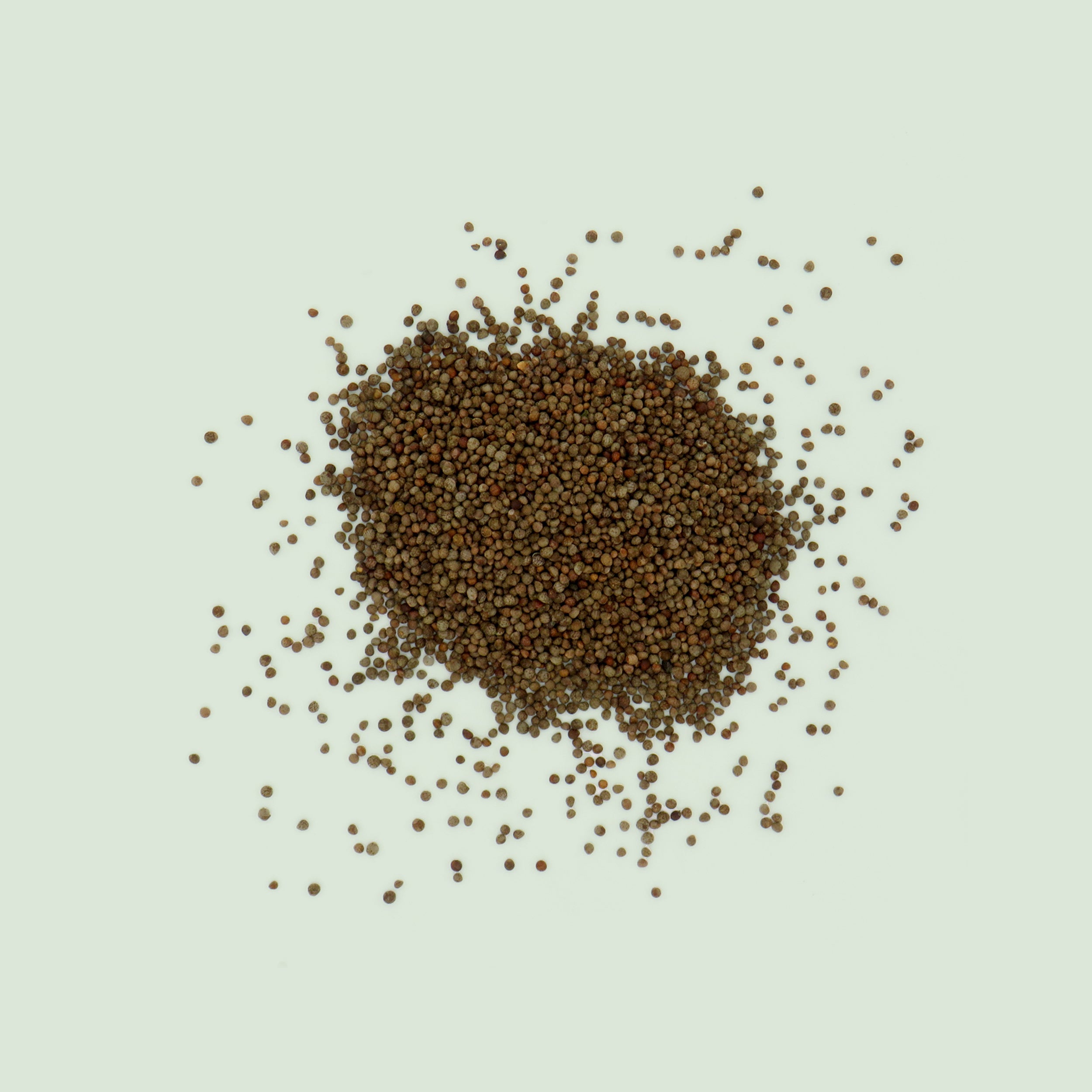 Perillae Fructus (Zi Su Zi / Schwarznesselfrüchte) – Green Harris